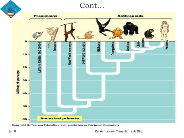 Human Evolution | PDF