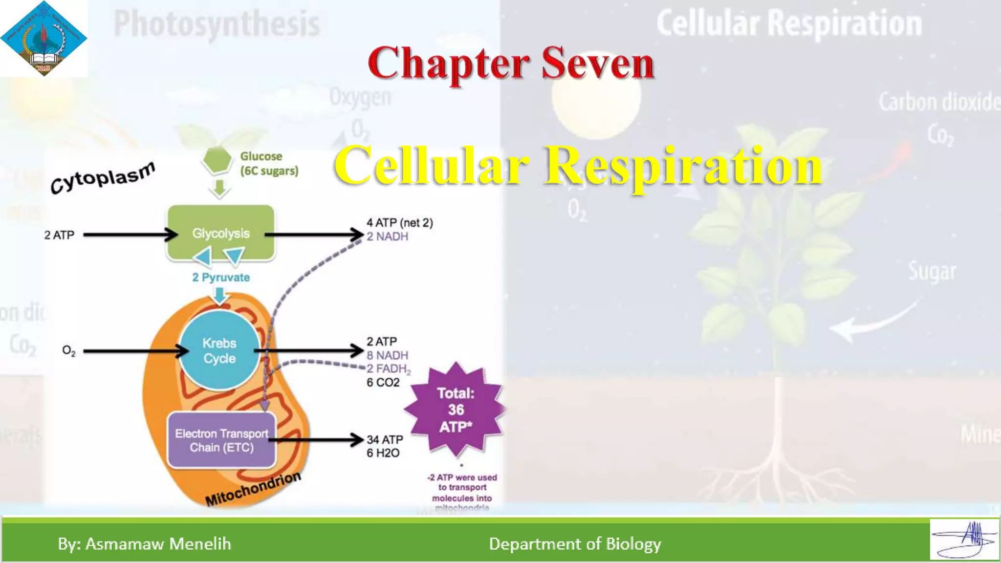 Cellular Respiration | PPTX