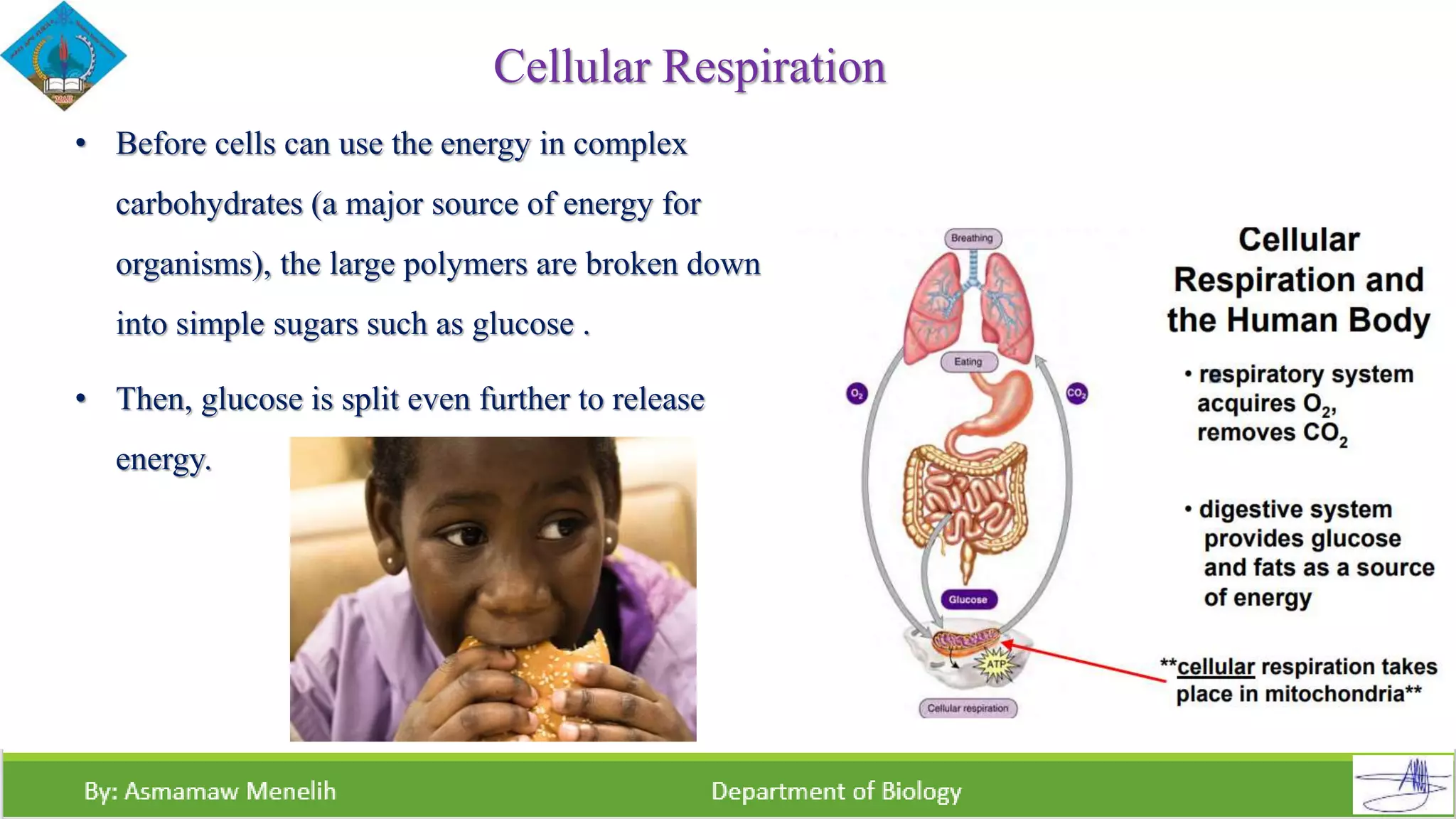 Cellular Respiration | PPTX