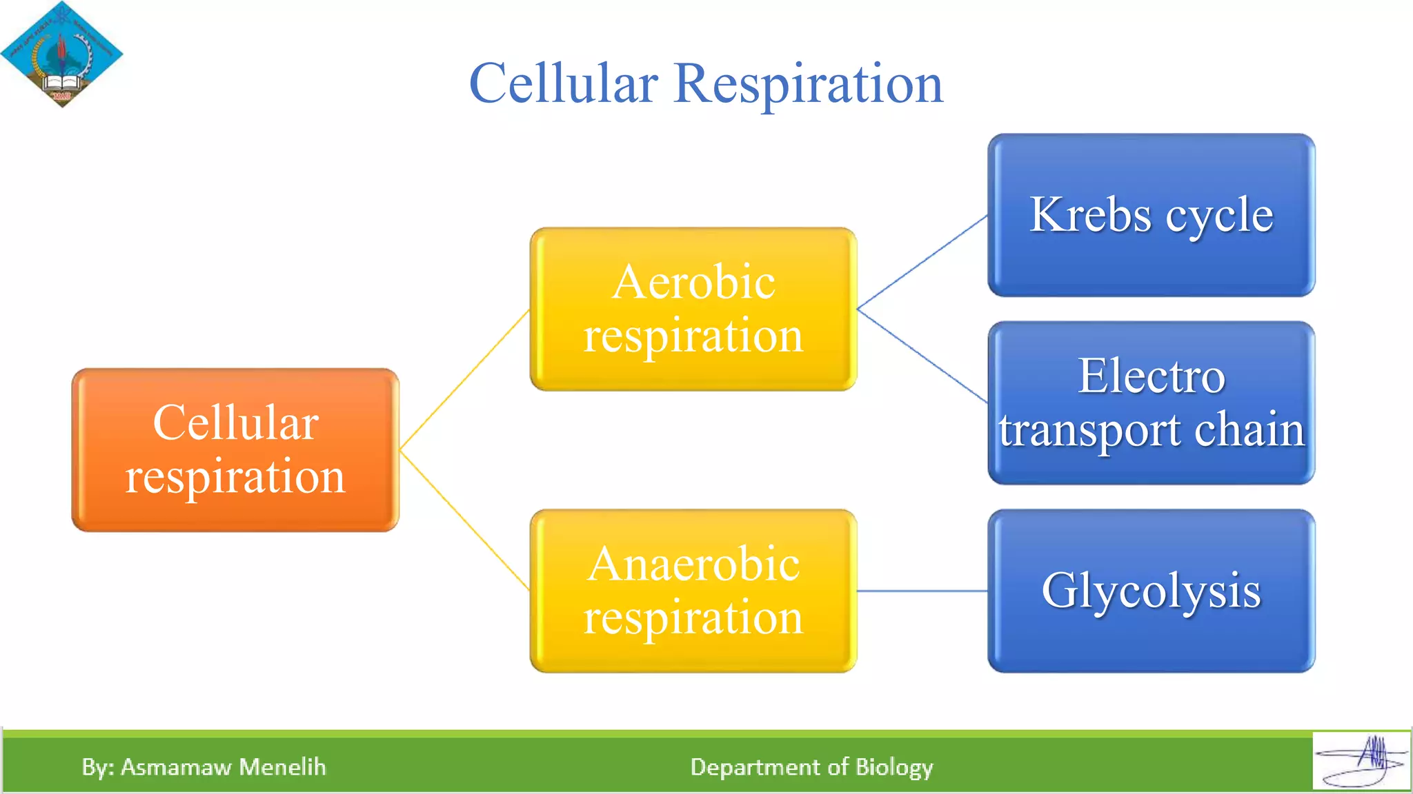 Cellular Respiration | PPTX