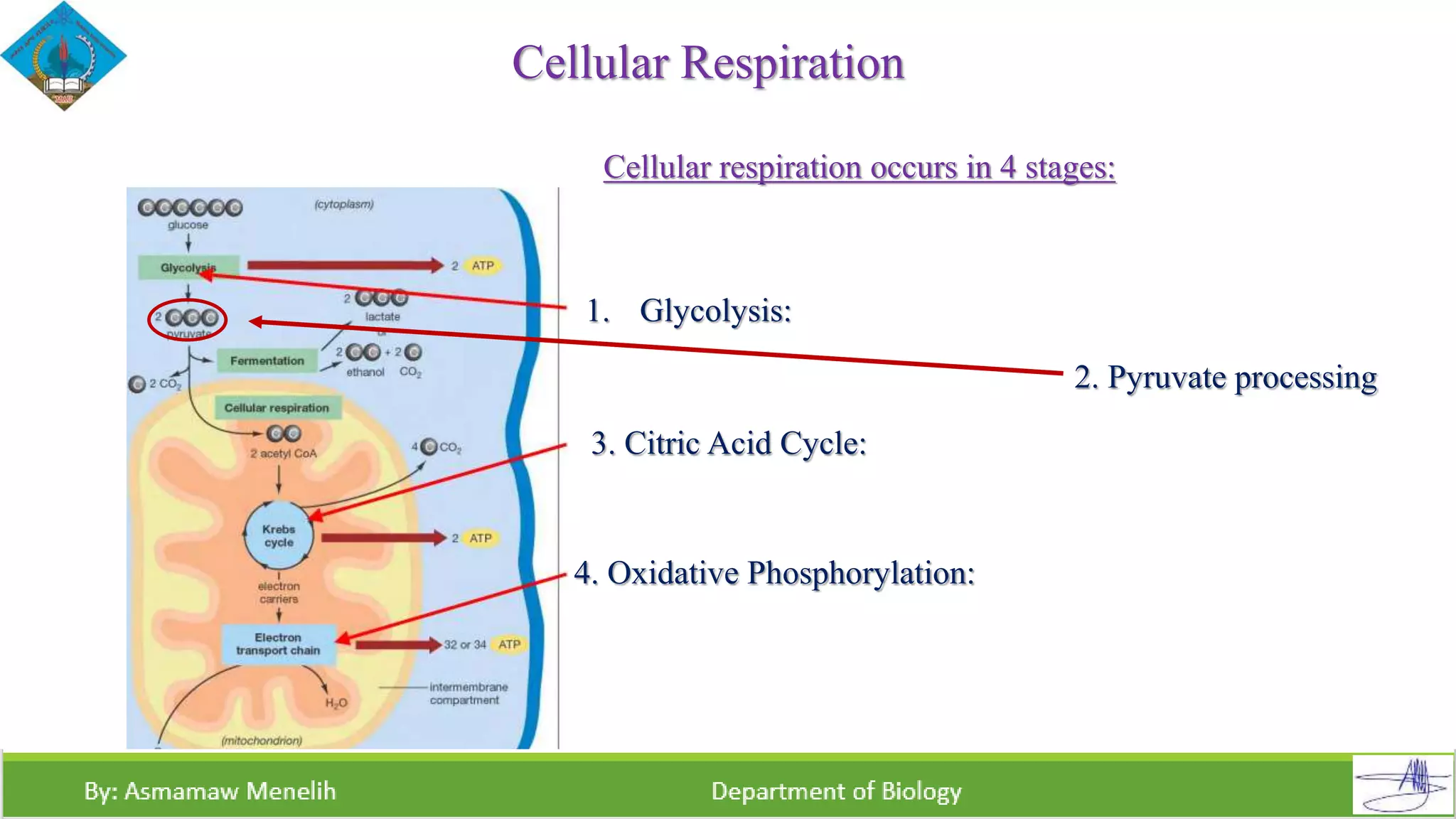 Cellular Respiration | PPTX
