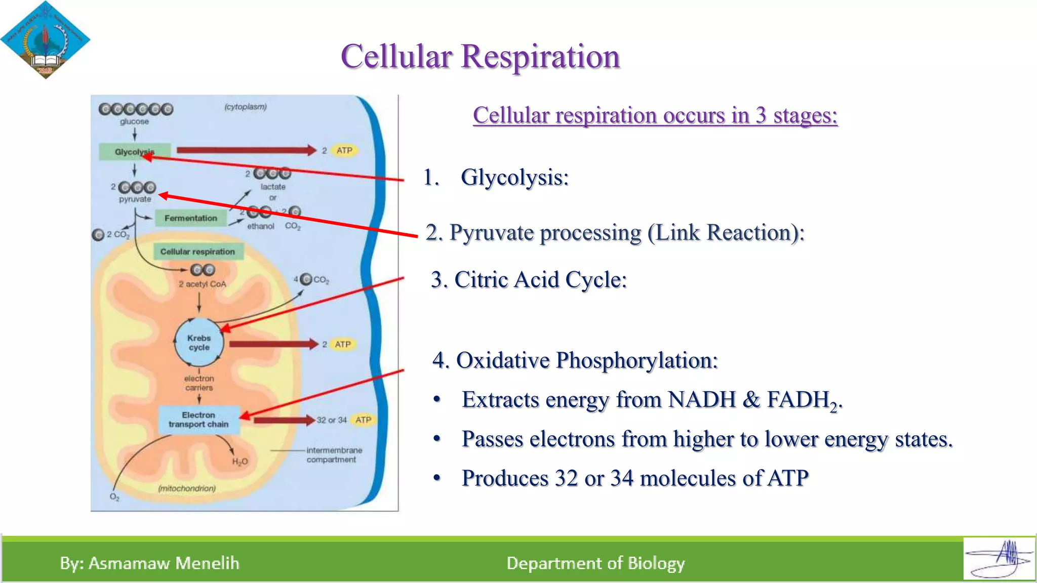 Cellular Respiration | PPTX