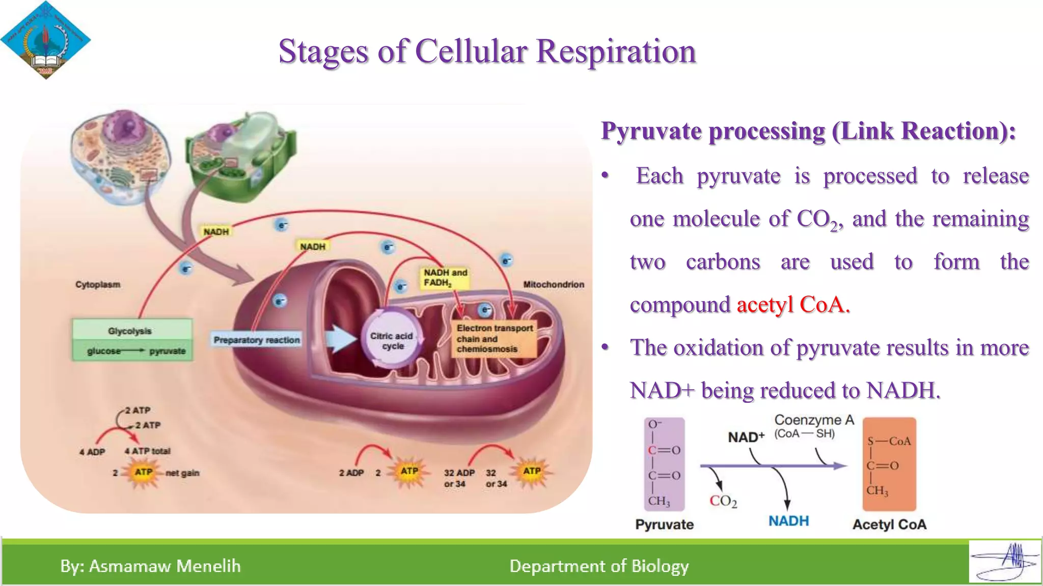 Cellular Respiration | PPTX