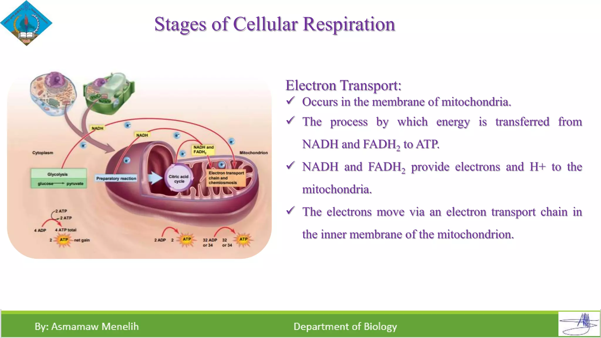 Cellular Respiration | PPTX