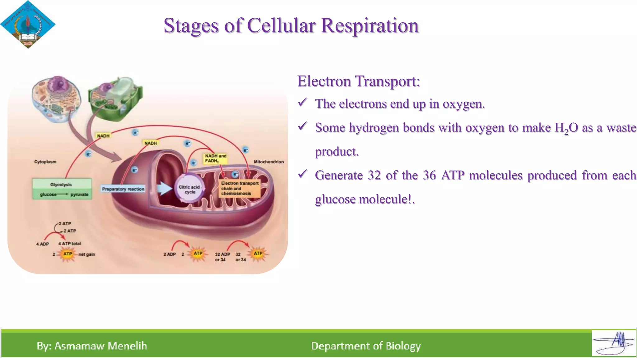 Cellular Respiration | PPTX