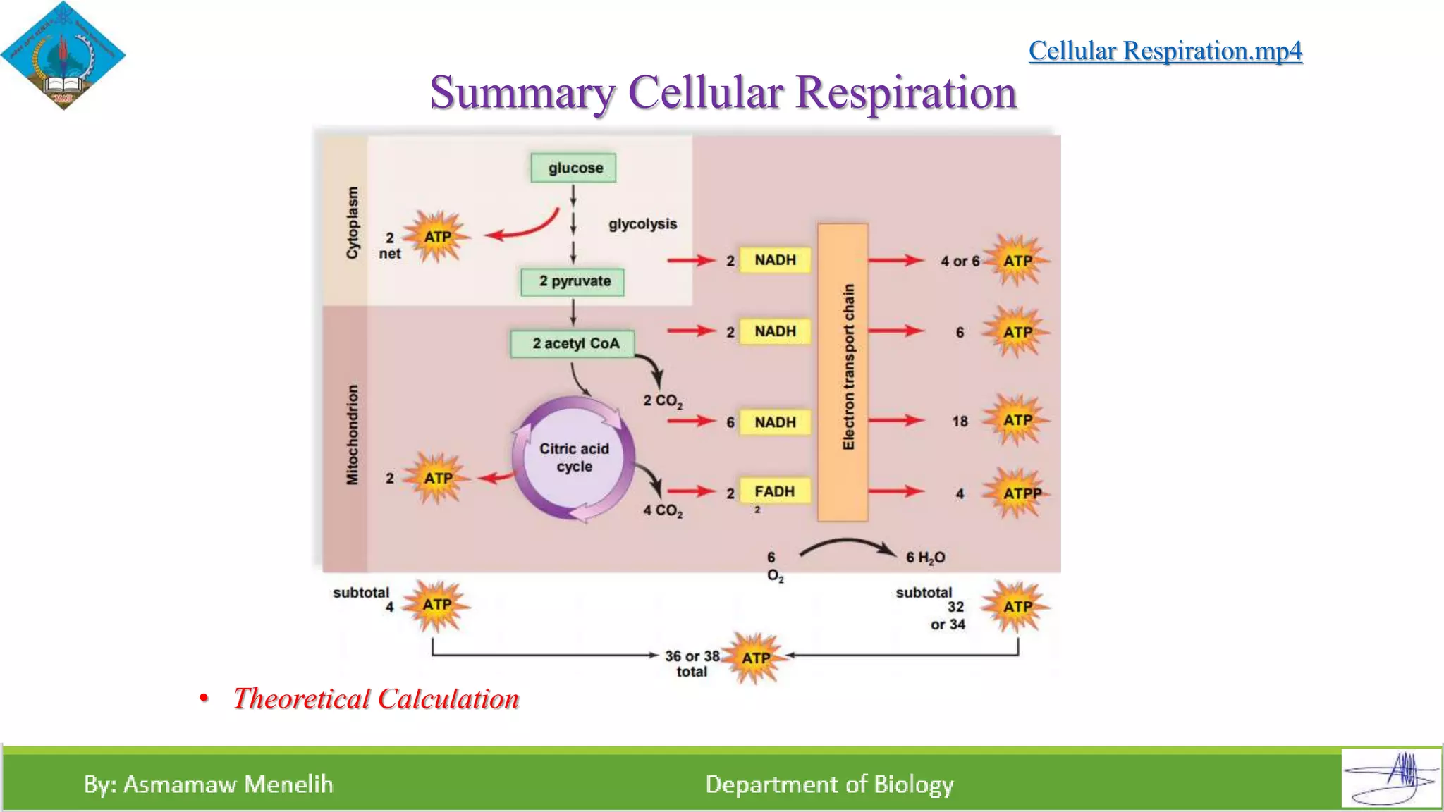 Cellular Respiration | PPTX