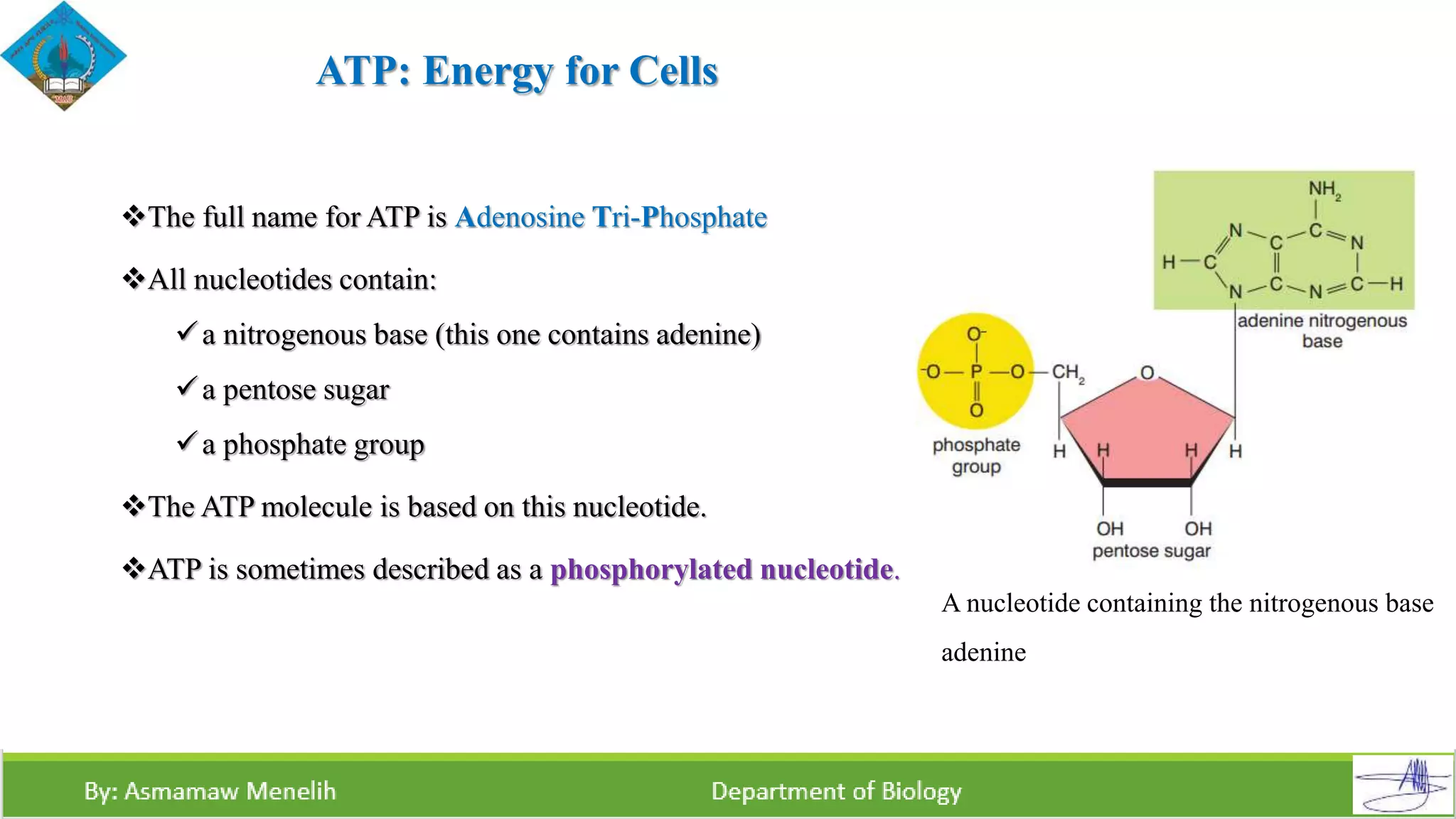 Cellular Respiration | PPTX