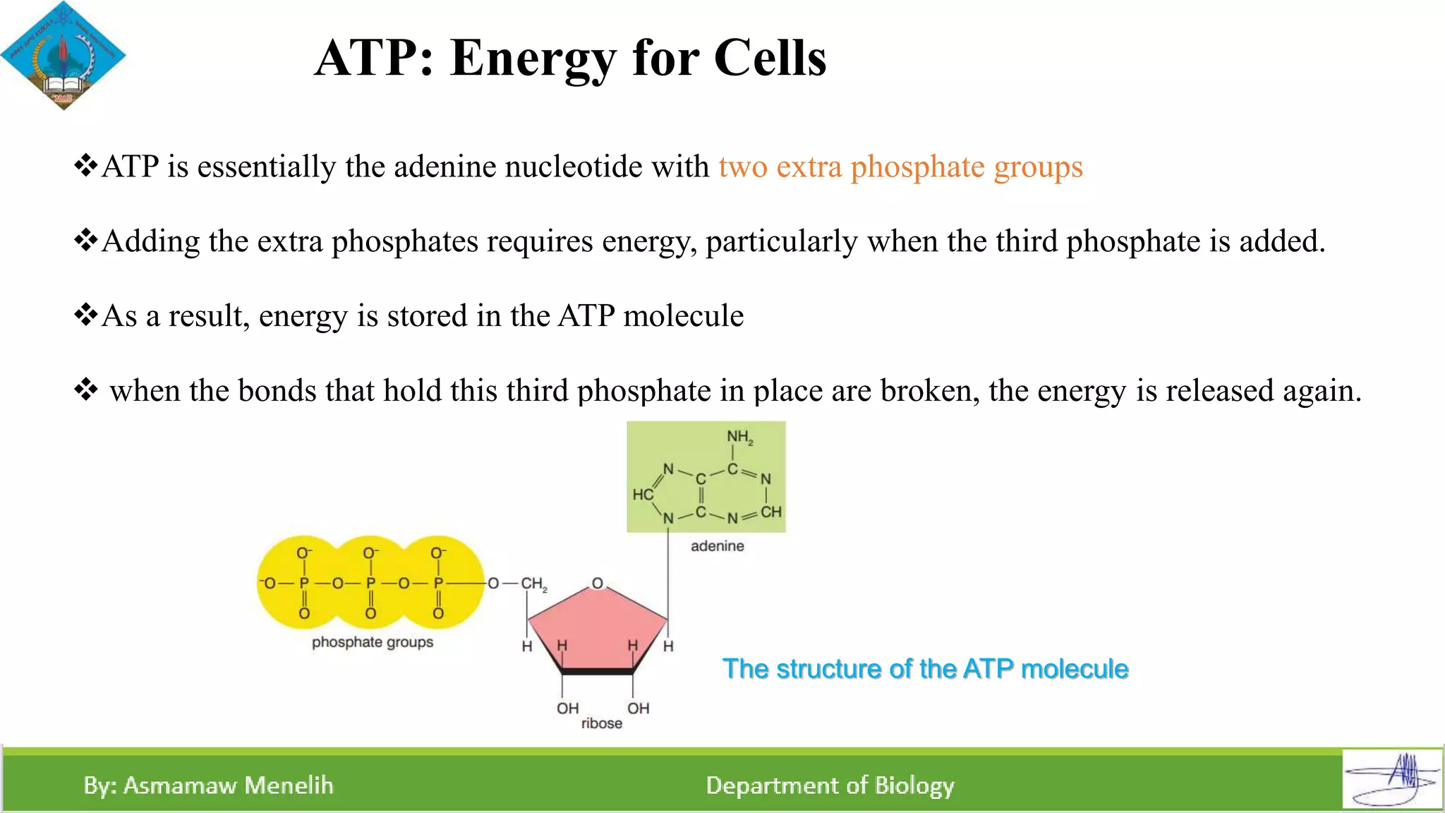 Cellular Respiration | PPTX