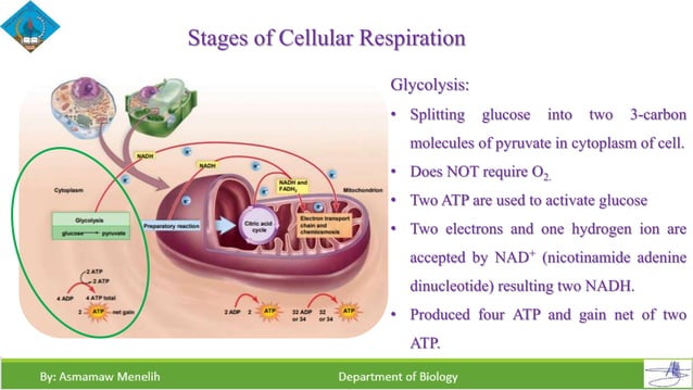 Cellular Respiration | PPTX