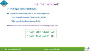 Cellular Respiration | PPTX