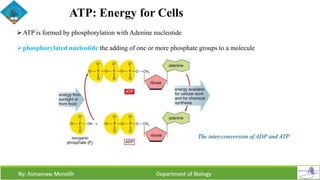 Cellular Respiration | PPTX