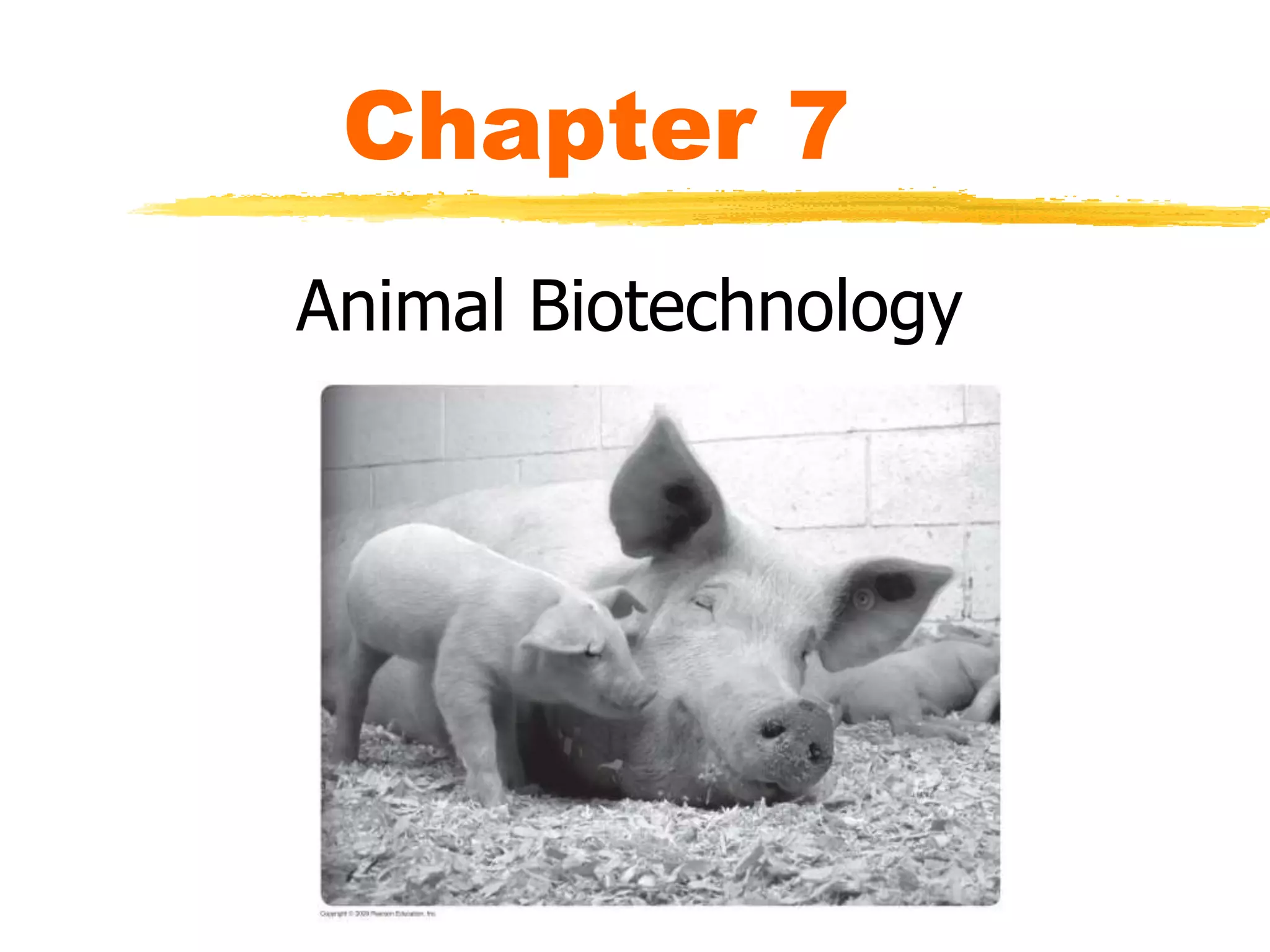 chapter 7.ppt