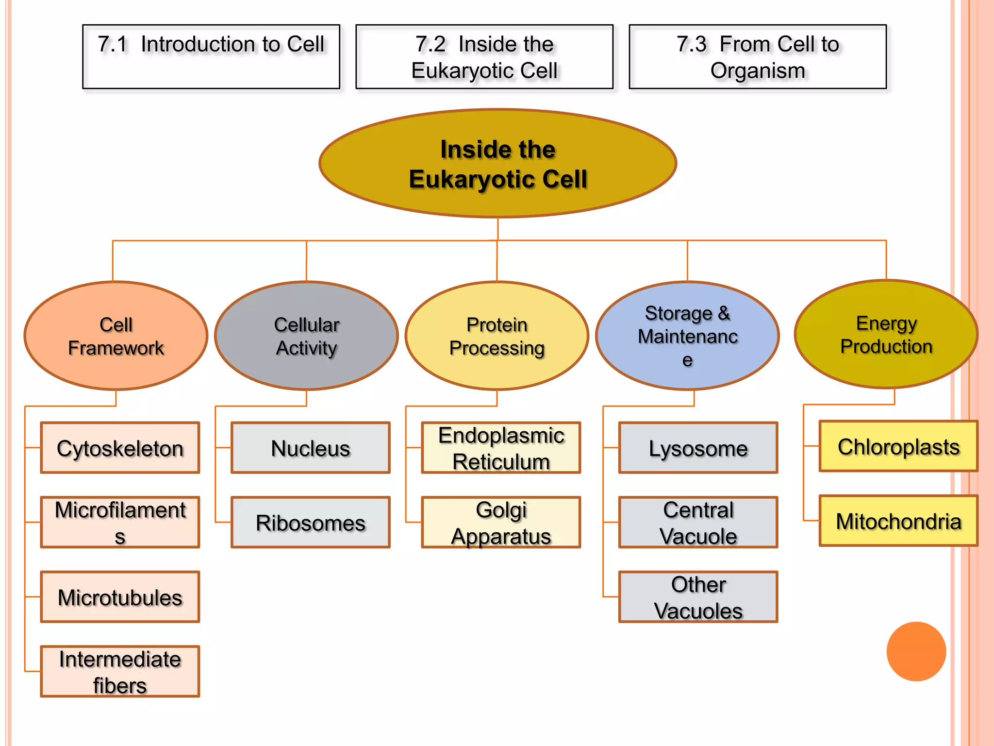 Chapter 7.2 inside the eukaryotic cell | PPTX