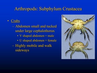 Arthropods Agricultural Entomology presentation | PPT