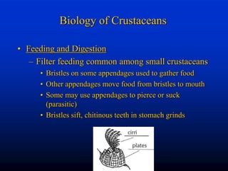 Arthropods Agricultural Entomology presentation | PPT