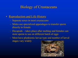 Arthropods Agricultural Entomology presentation | PPT