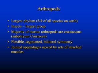 Arthropods Agricultural Entomology presentation | PPT