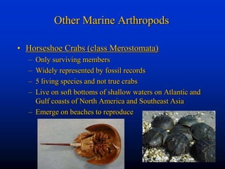 Arthropods Agricultural Entomology presentation | PPT