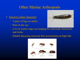 Arthropods Agricultural Entomology presentation | PPT