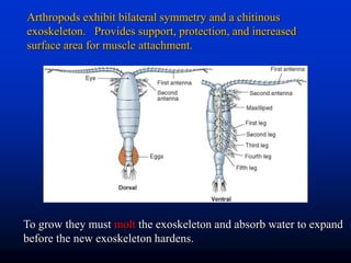 Arthropods Agricultural Entomology presentation | PPT
