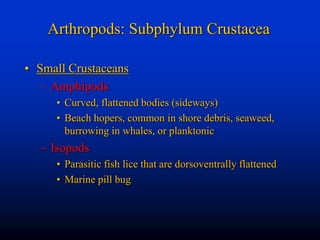 Arthropods Agricultural Entomology presentation | PPT