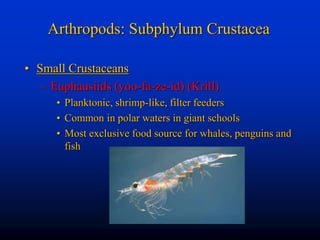 Arthropods Agricultural Entomology presentation | PPT