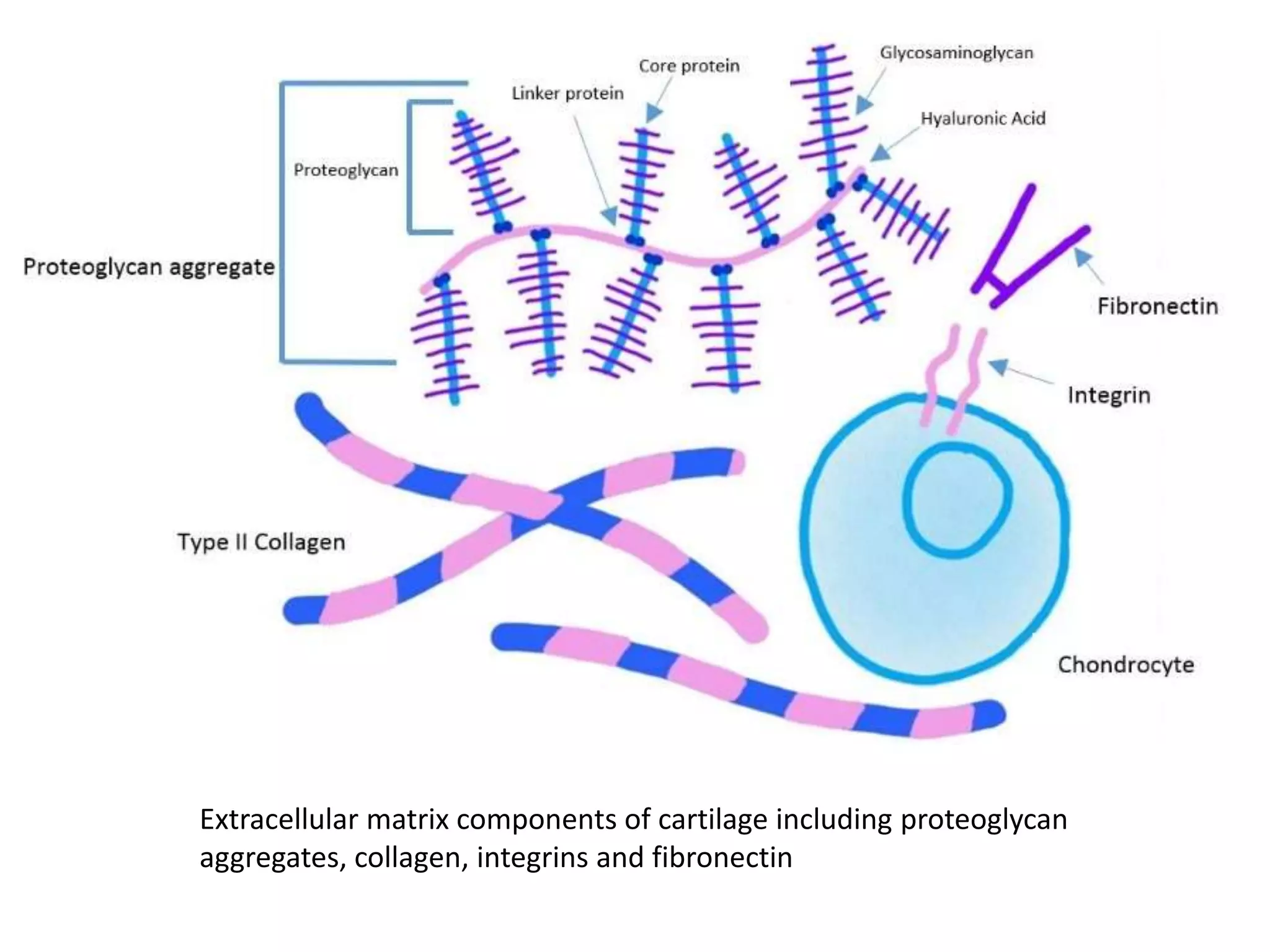 Cartilage Histology | PPTX