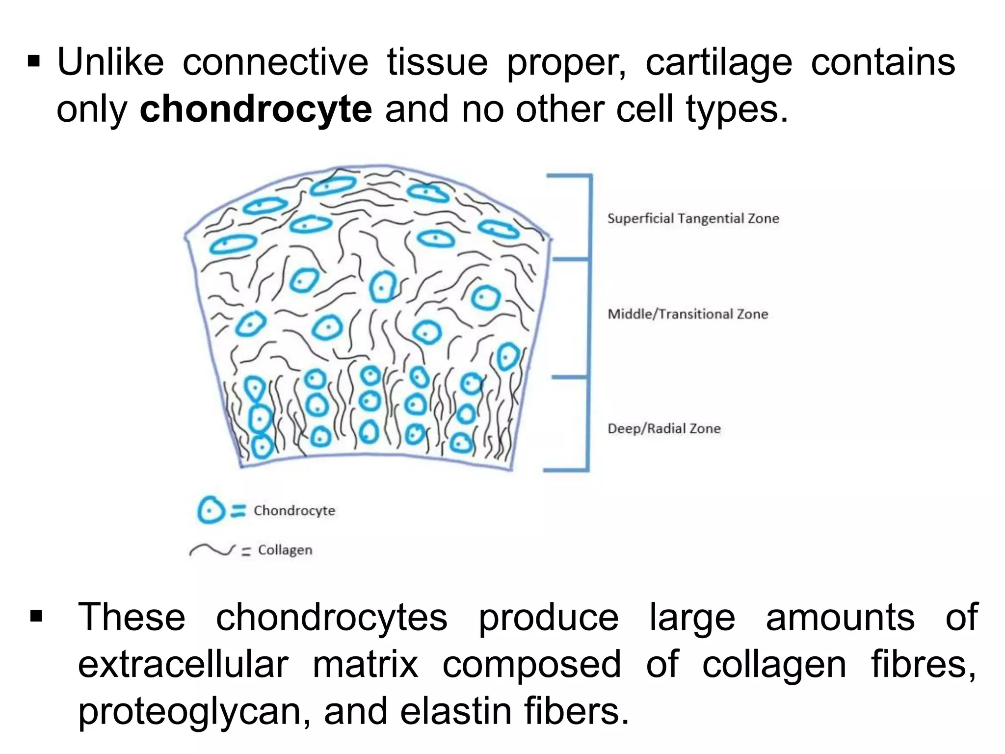 Cartilage Histology | PPTX