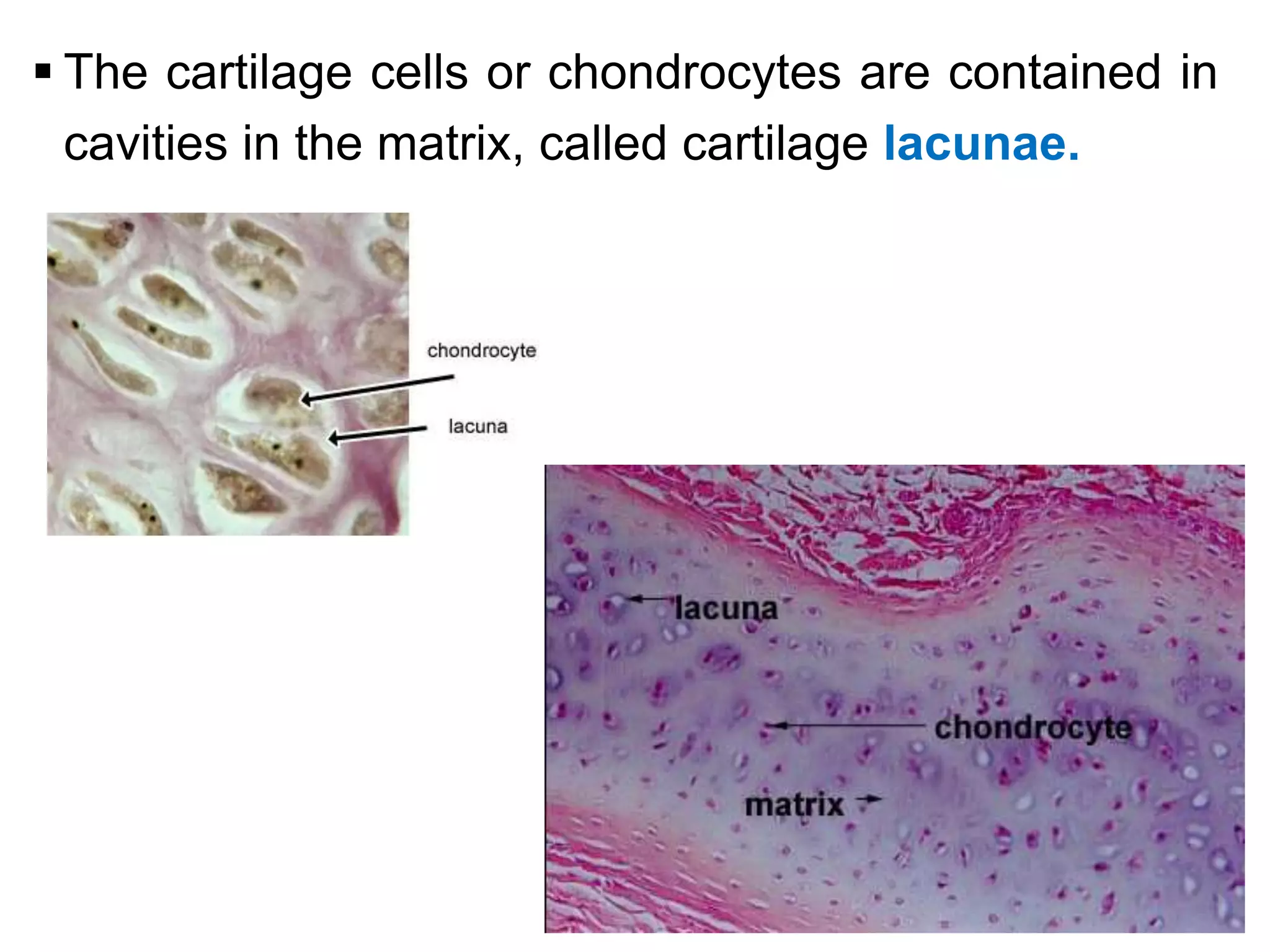 Cartilage Histology | PPTX