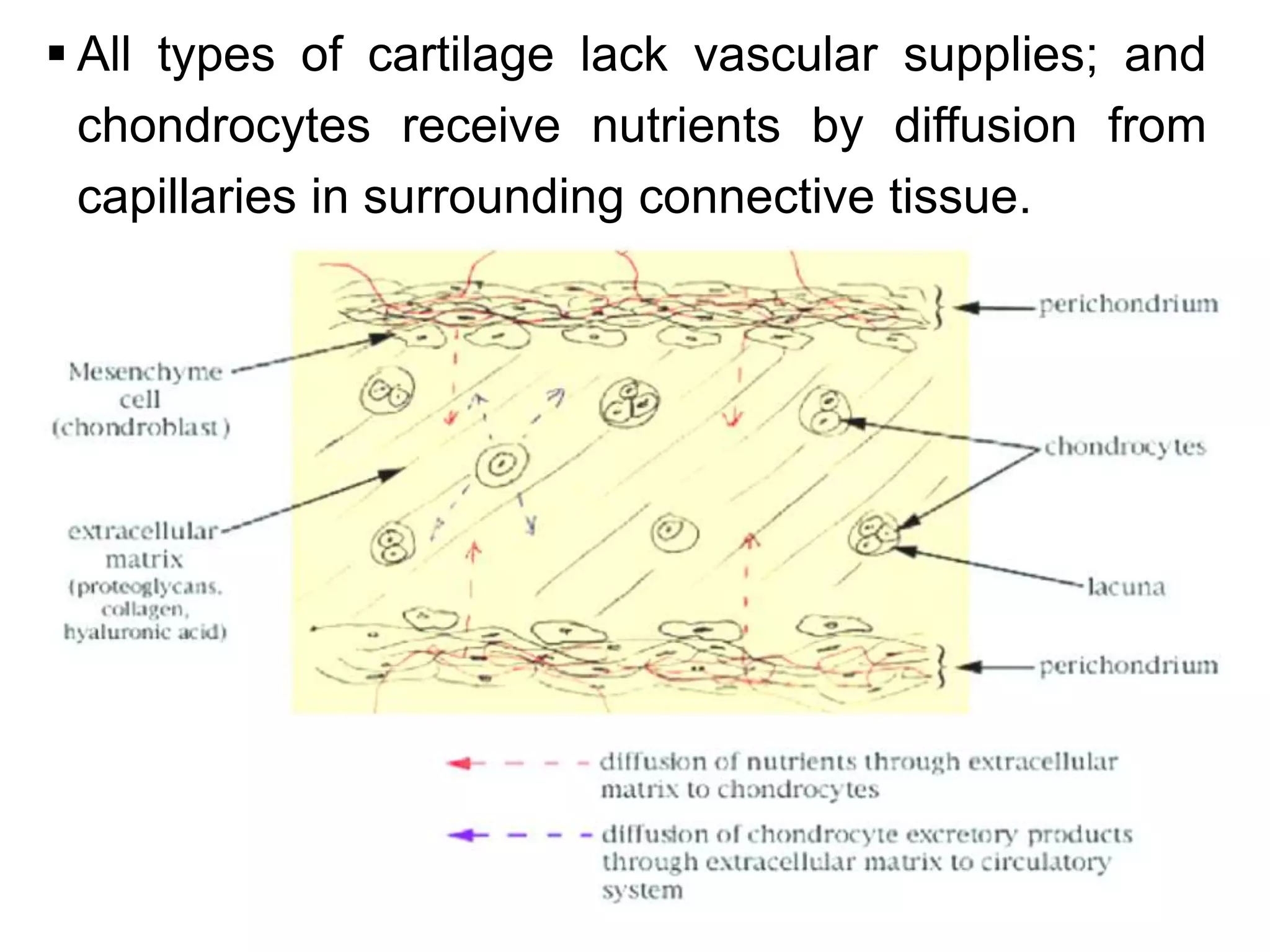 Cartilage Histology | PPTX