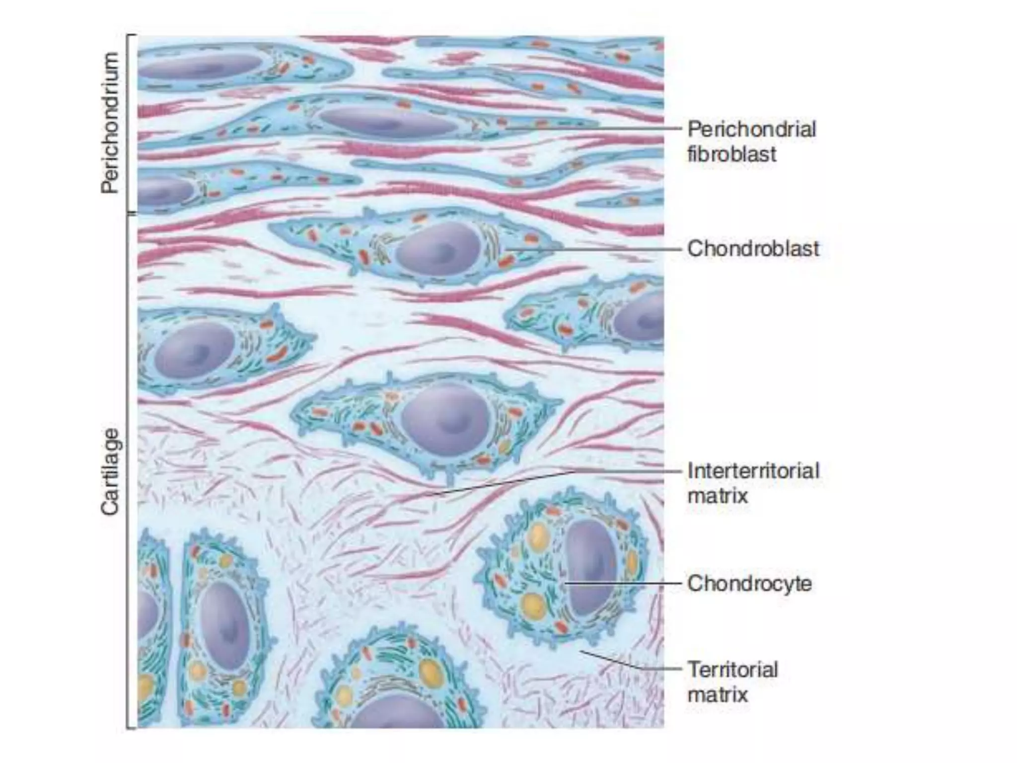 Cartilage Histology | PPTX