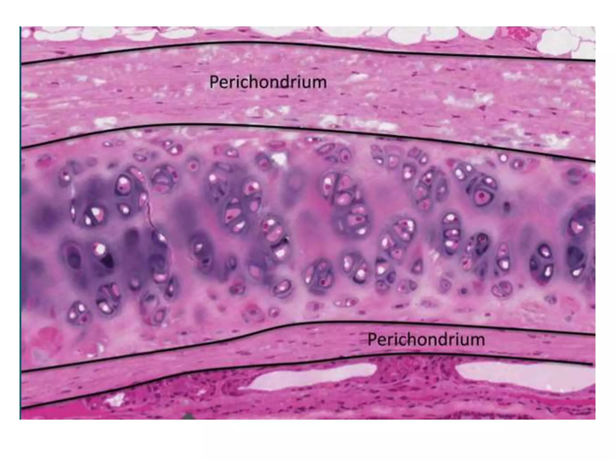 Cartilage Histology | PPTX