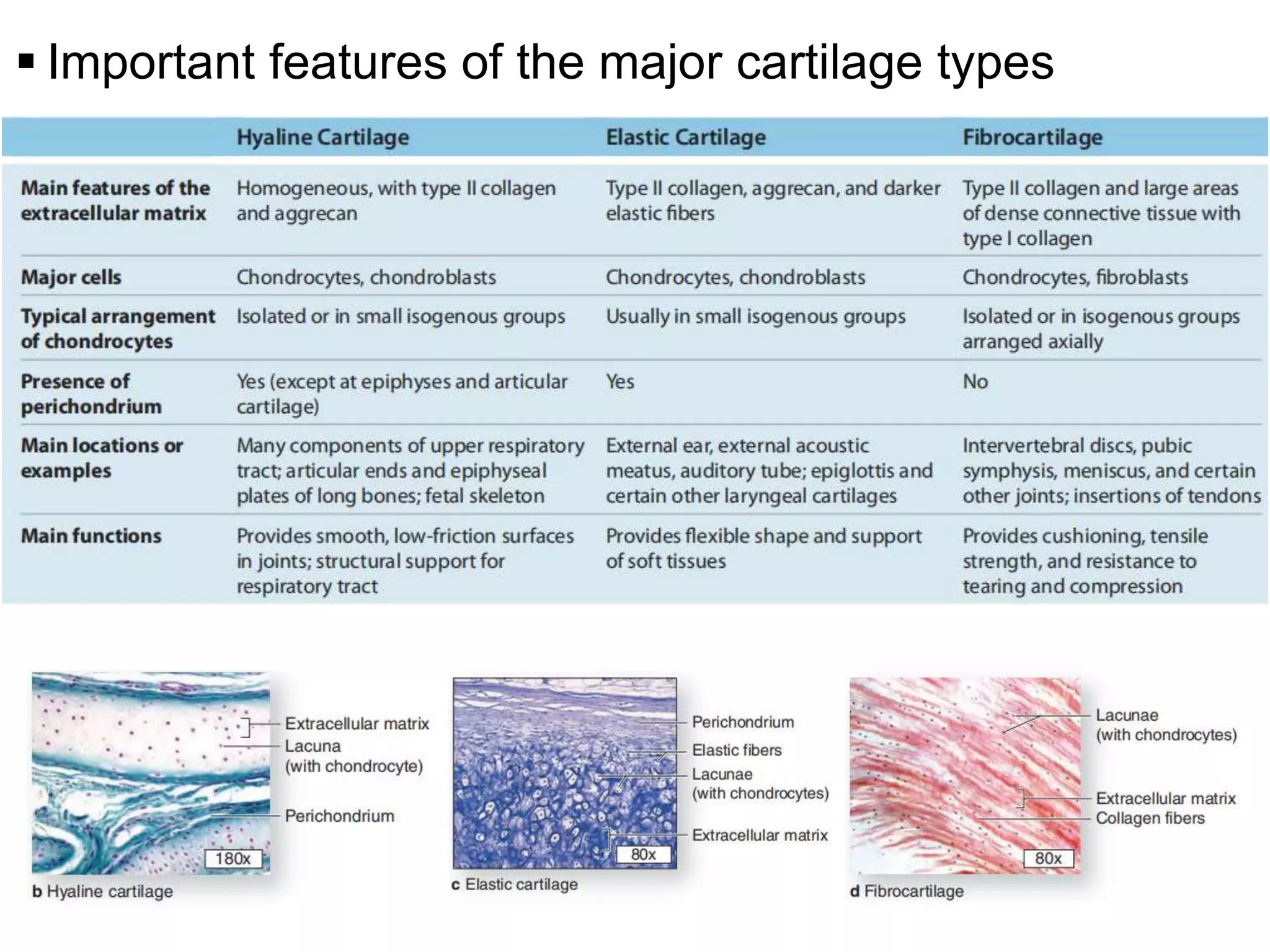 Cartilage Histology | PPTX