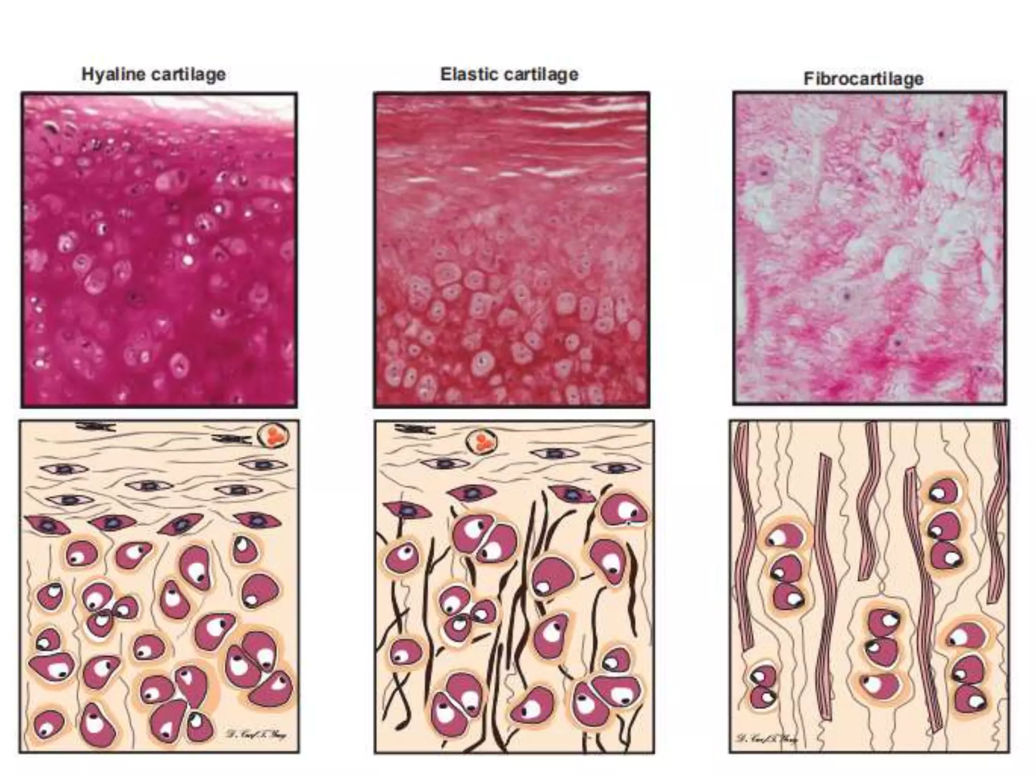 Cartilage Histology | PPTX
