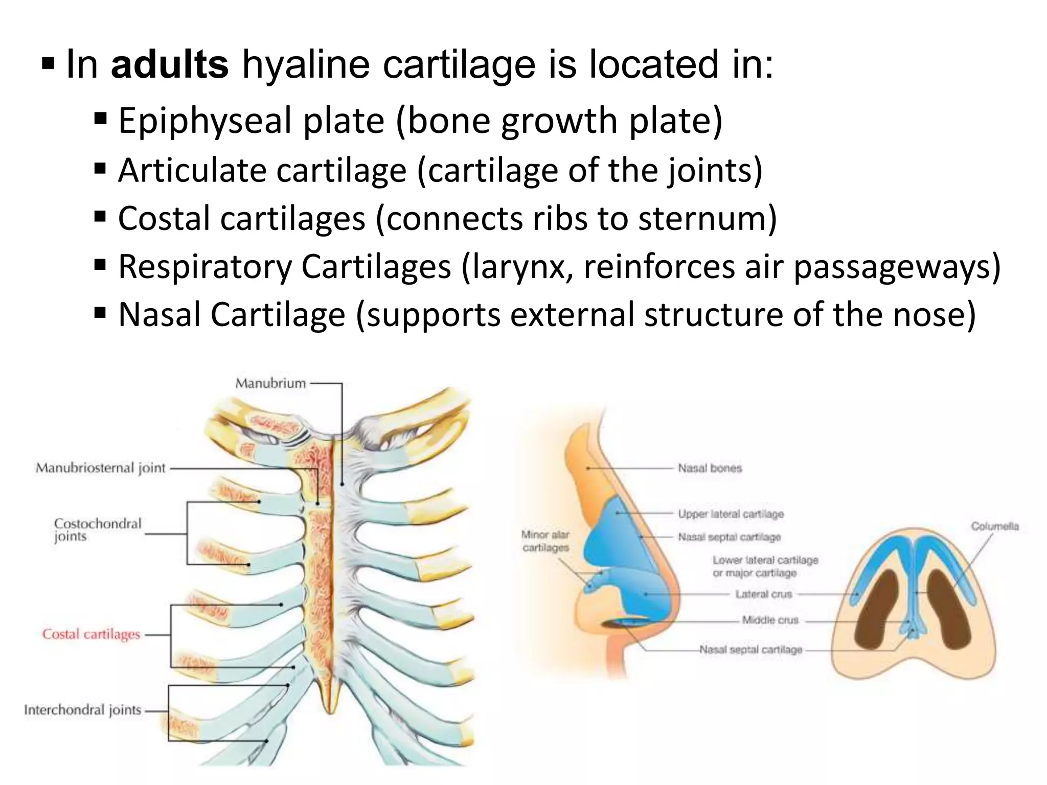 Cartilage Histology | PPTX