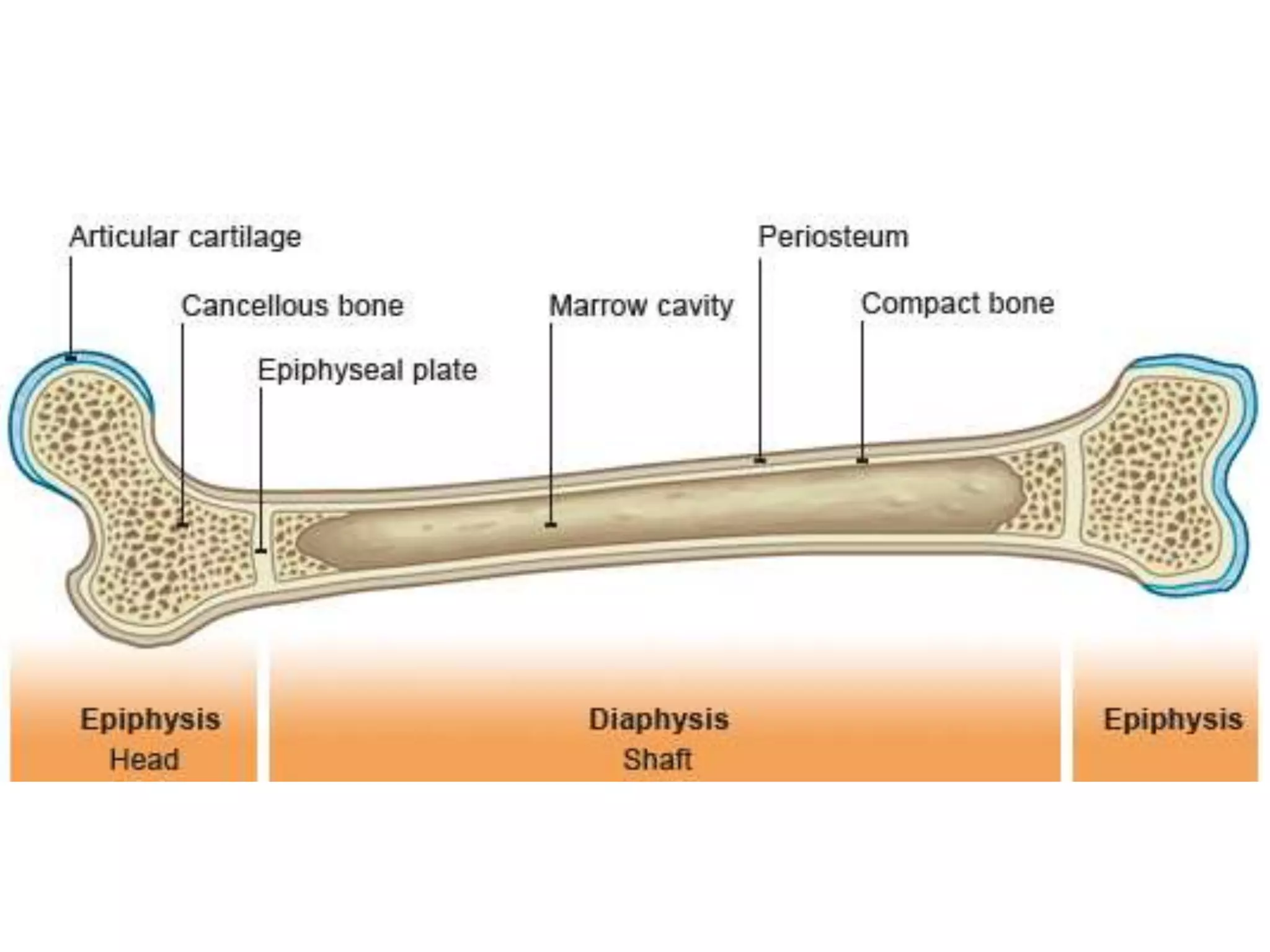 Cartilage Histology | PPTX