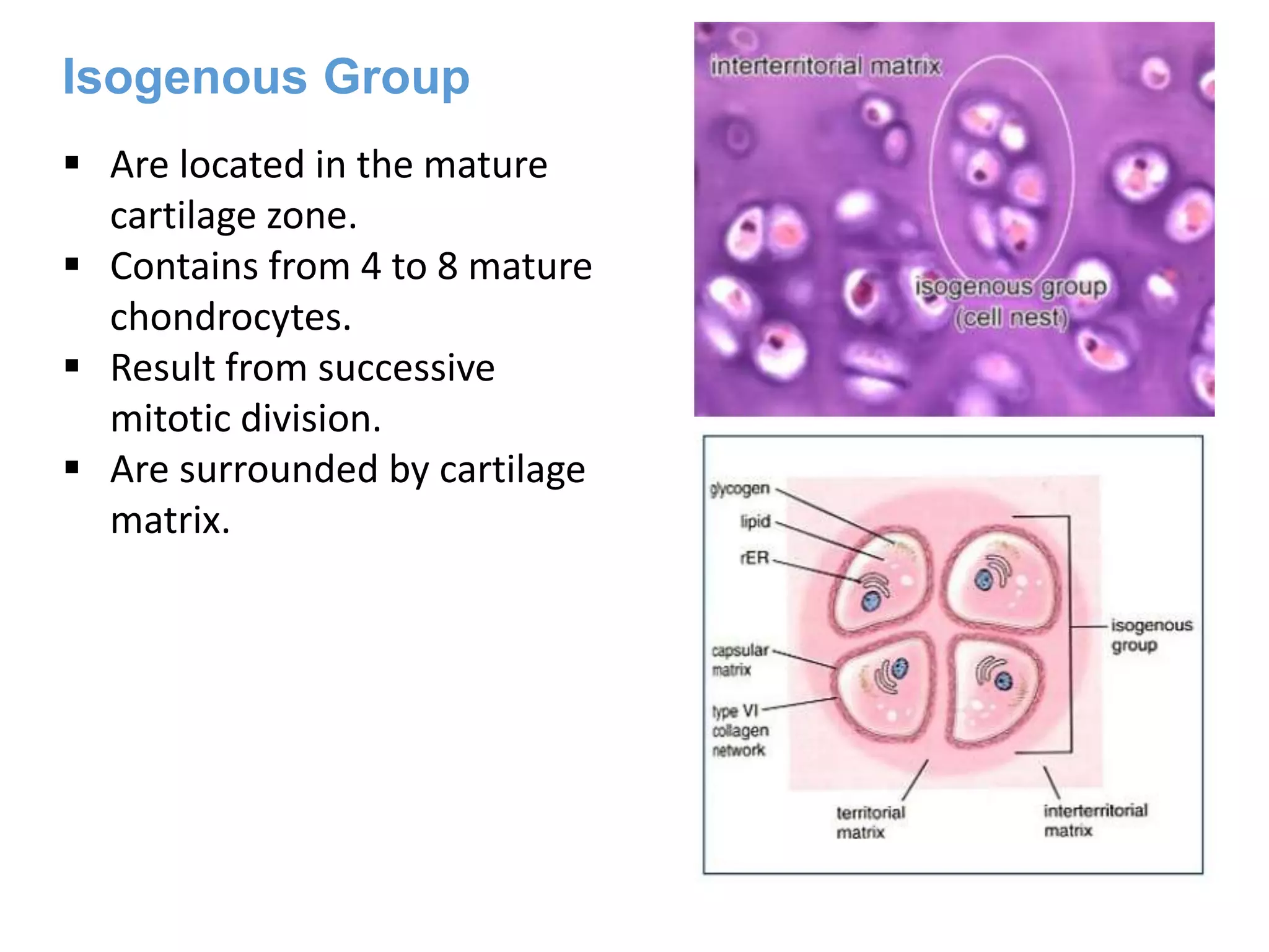 Cartilage Histology | PPTX