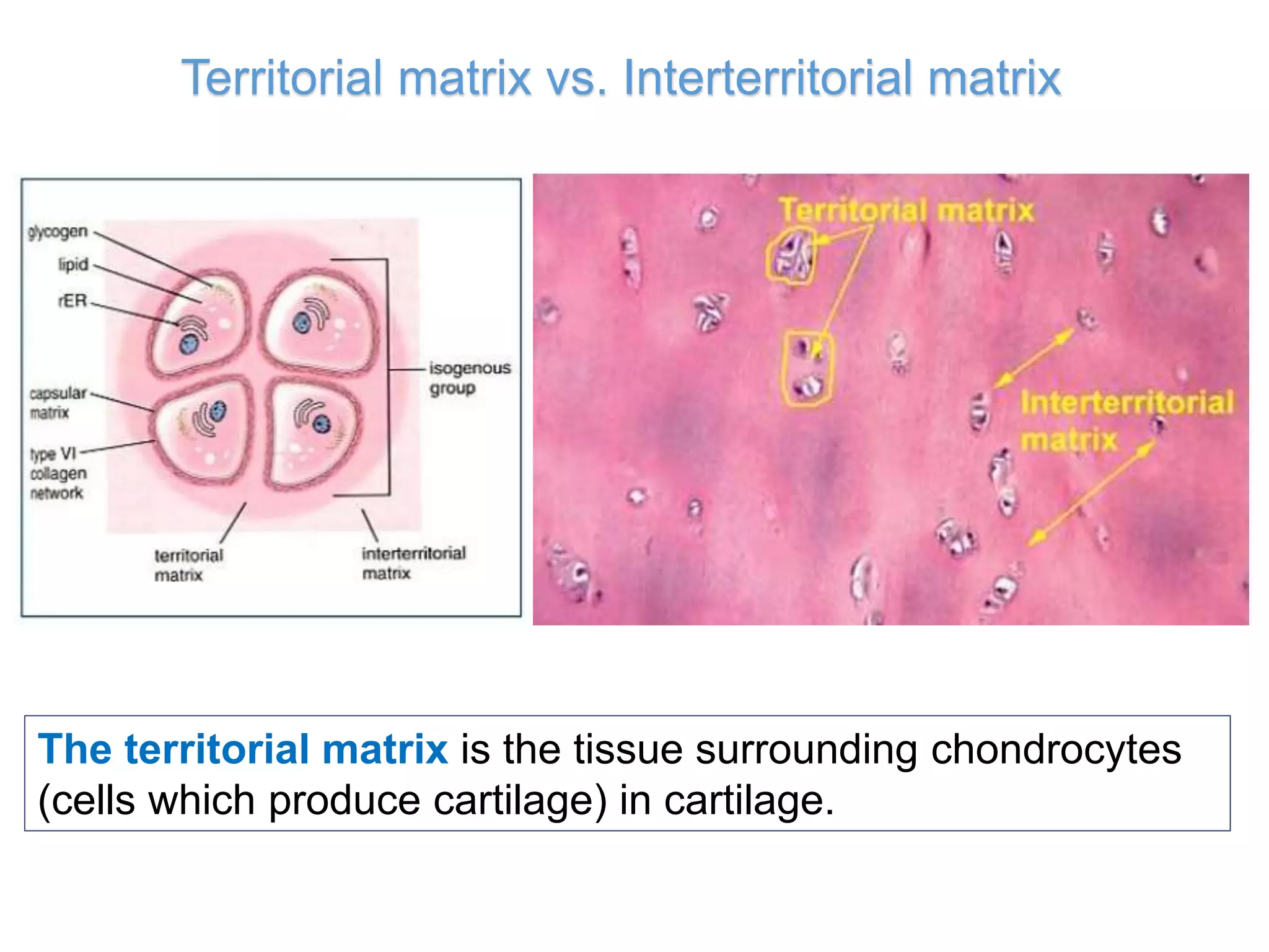 Cartilage Histology | PPTX