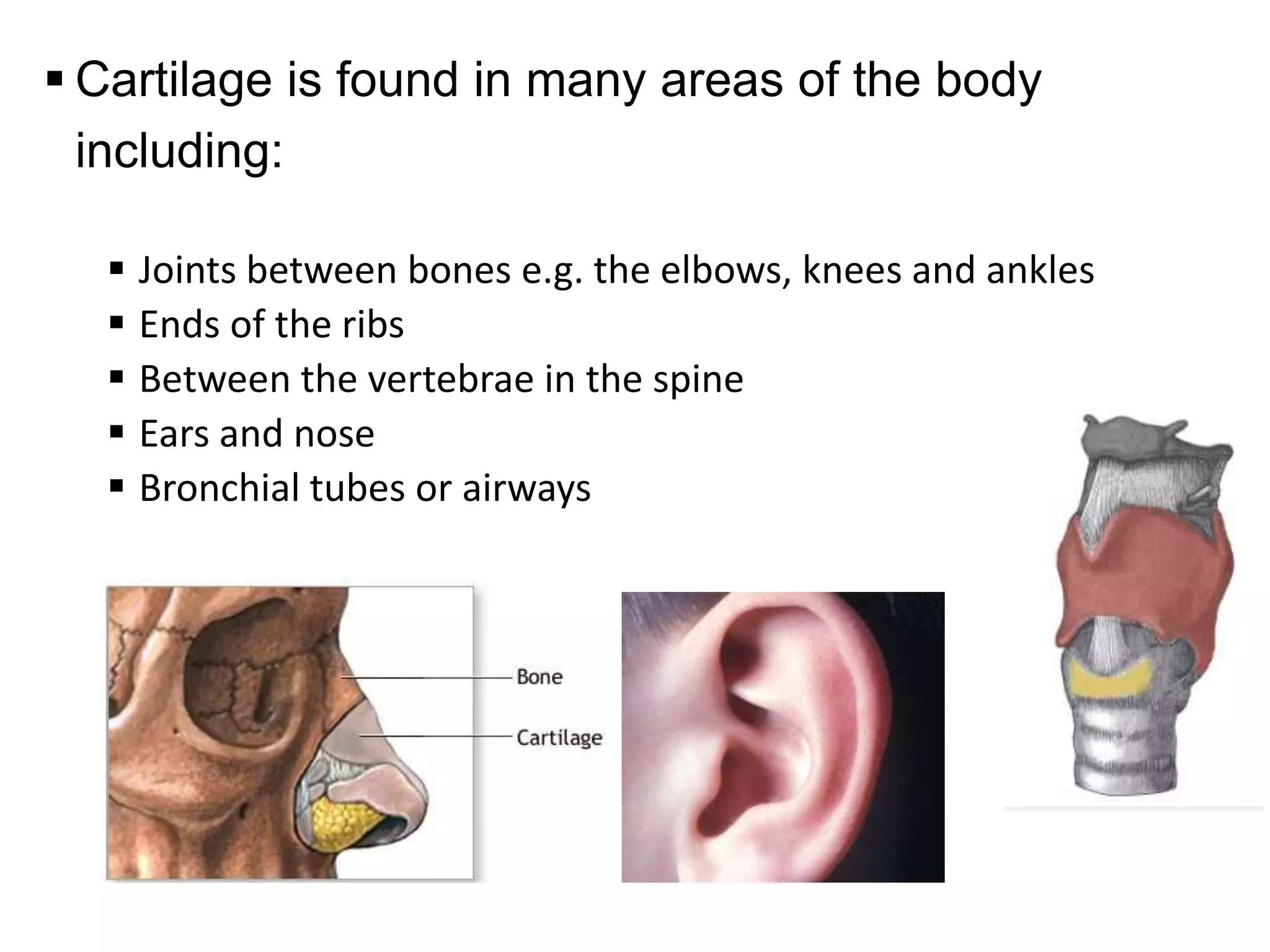Cartilage Histology | PPTX