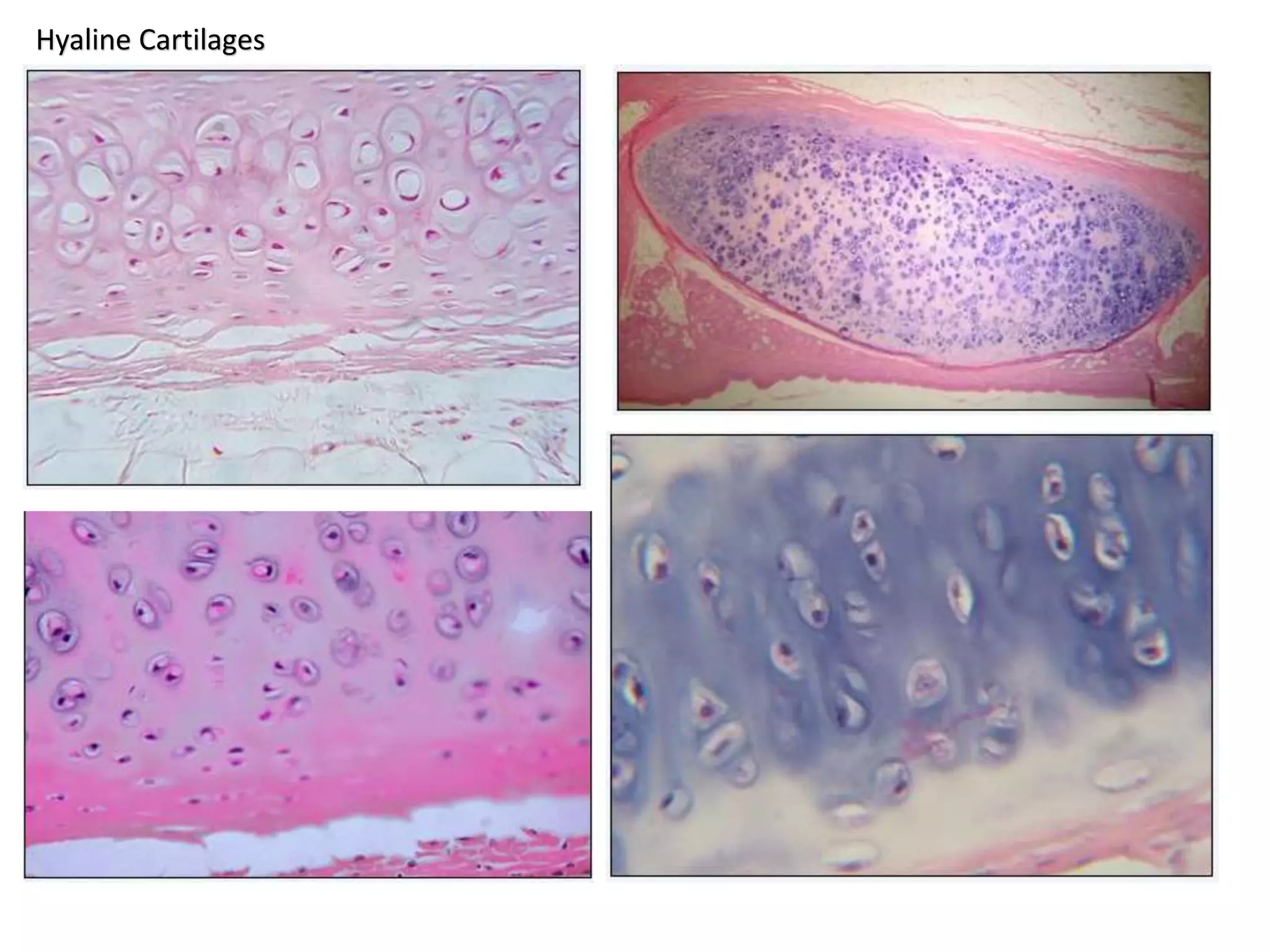 Cartilage Histology | PPTX