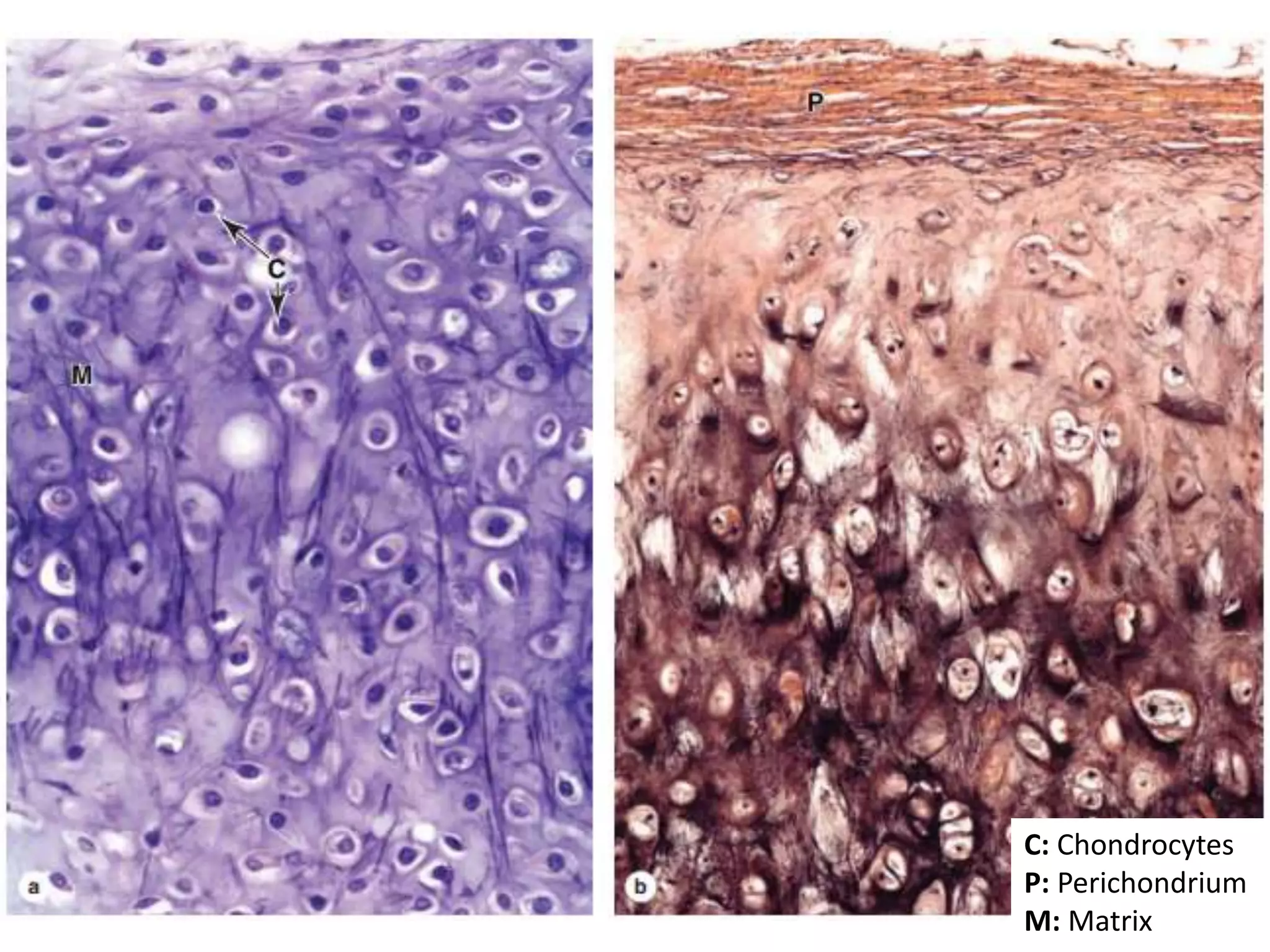 Cartilage Histology | PPTX