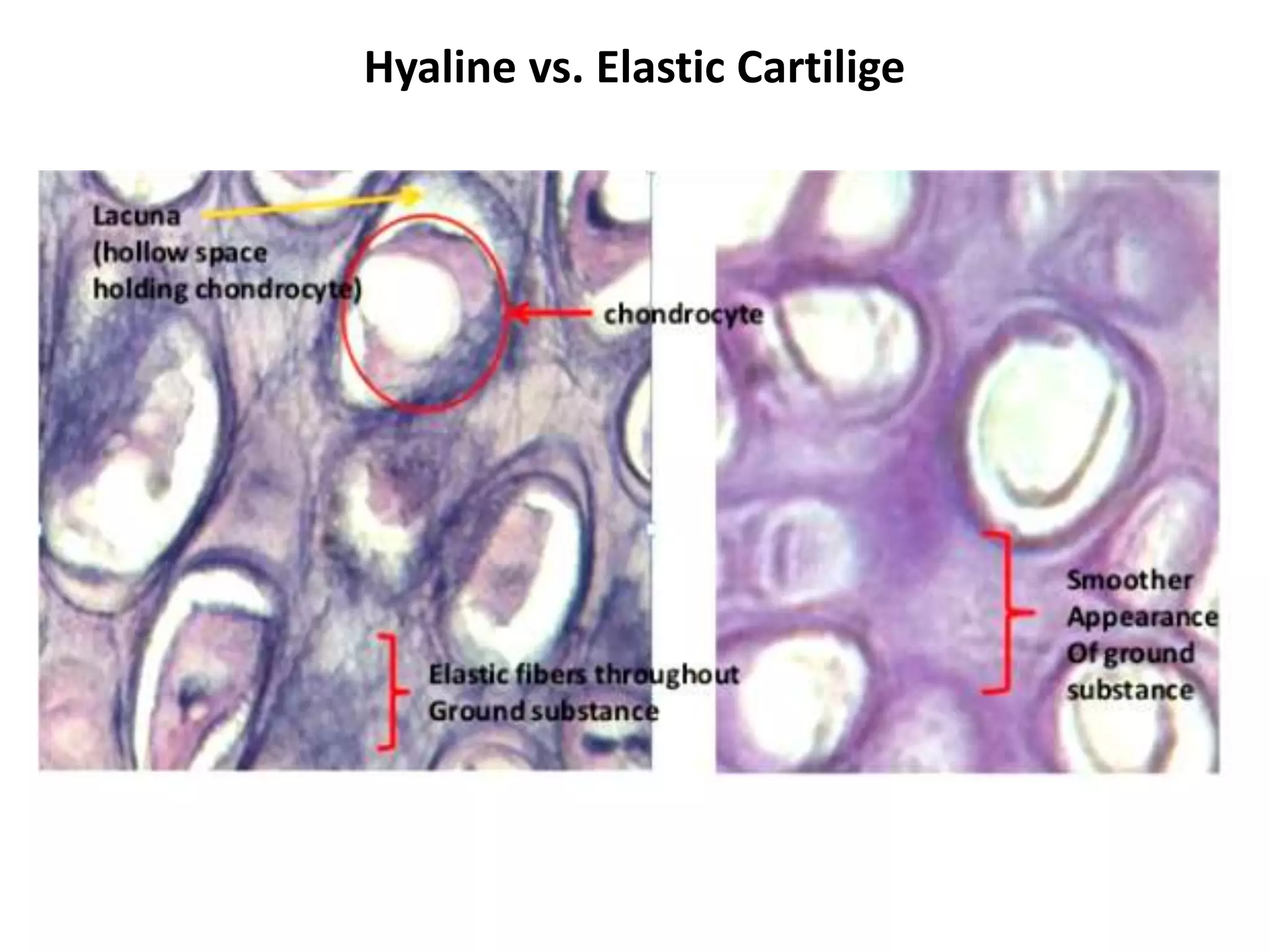 Cartilage Histology | PPTX