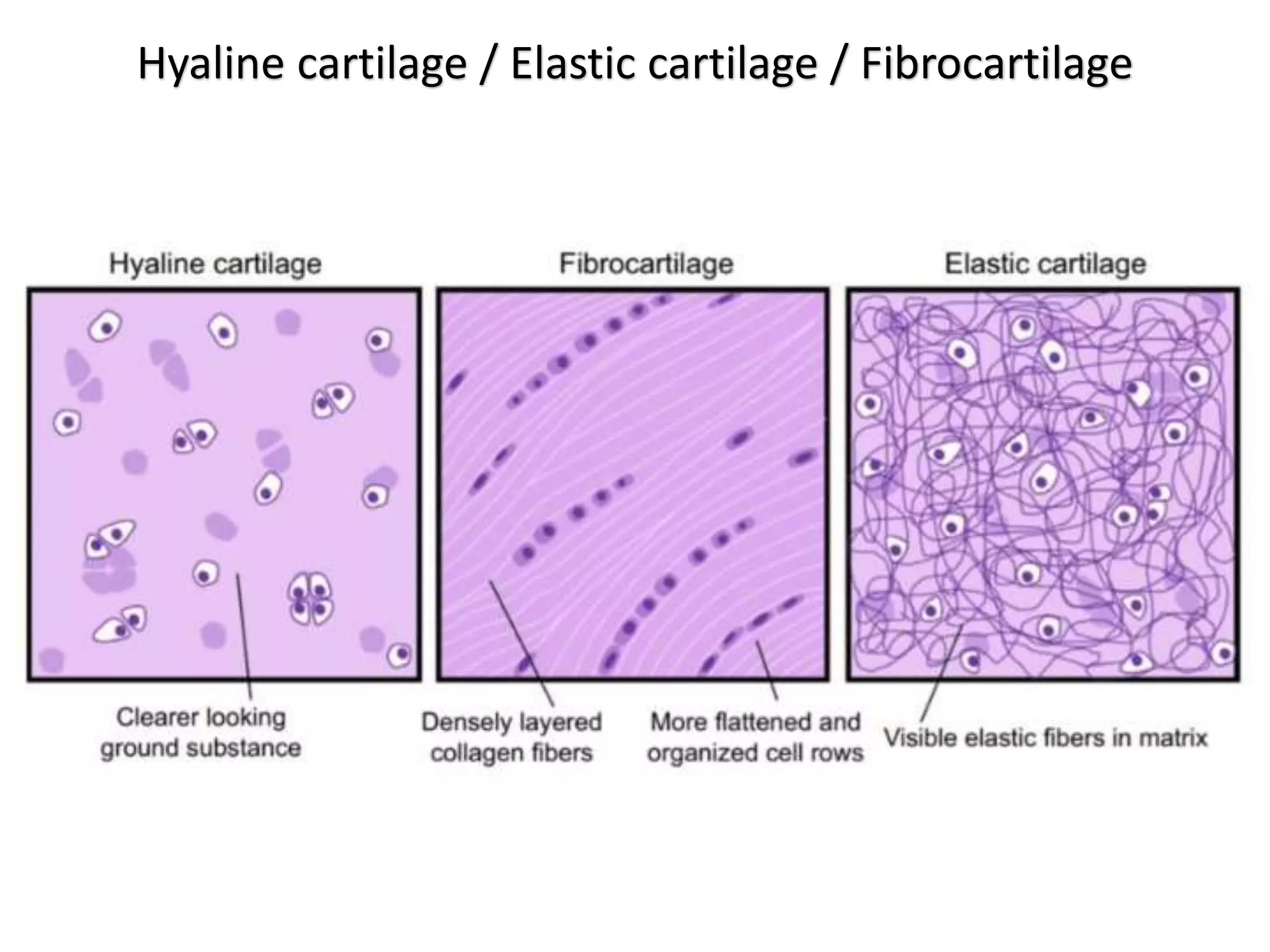 Cartilage Histology | PPTX