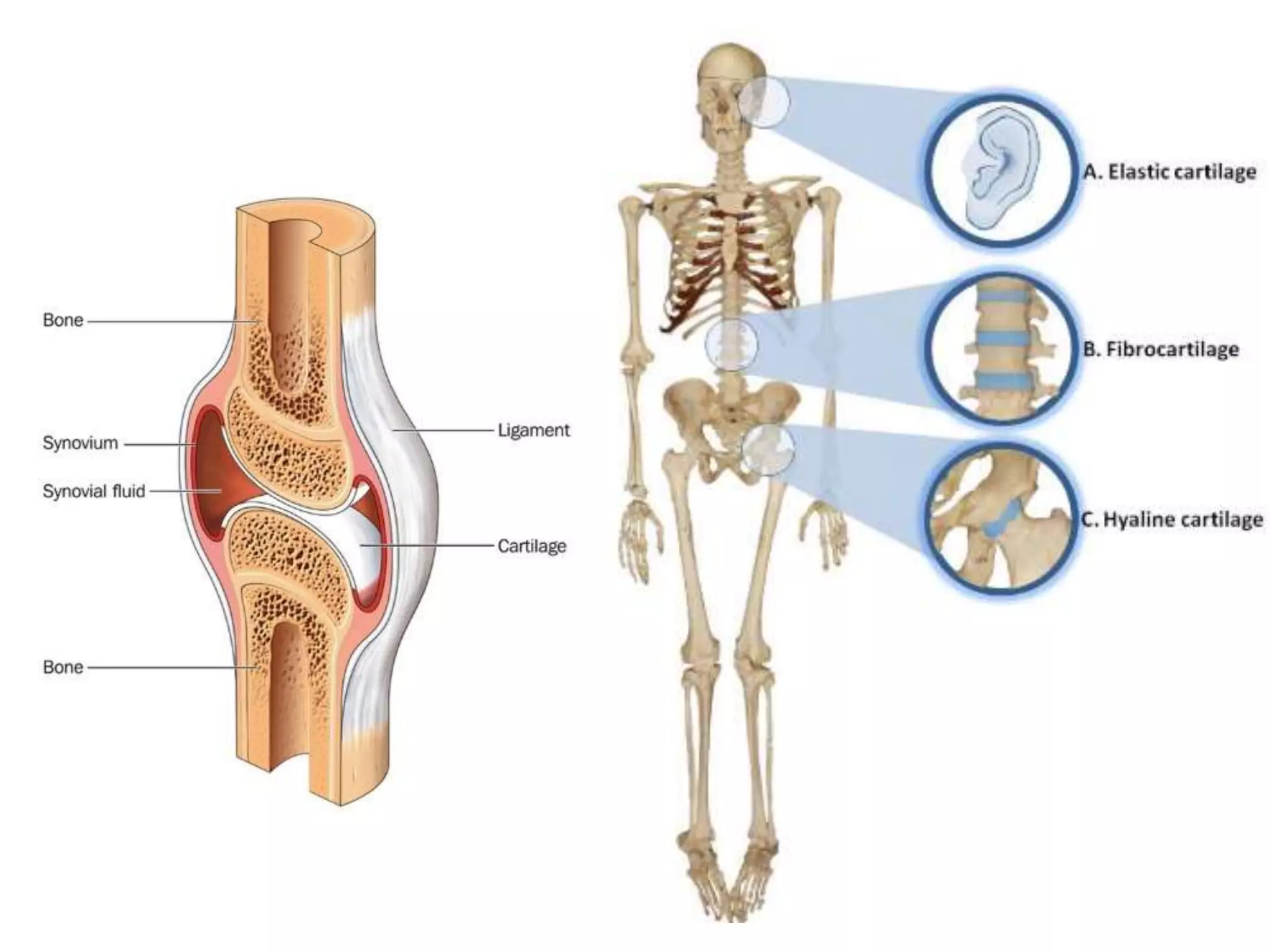 Cartilage Histology | PPTX