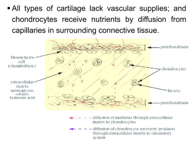 Cartilage Histology | PPTX