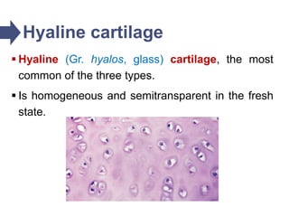 Cartilage Histology | PPTX