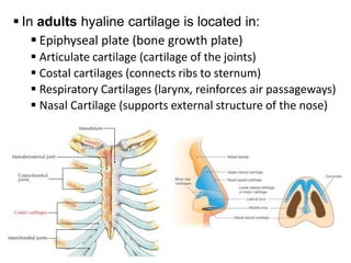 Cartilage Histology | PPTX