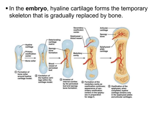 Cartilage Histology | PPTX