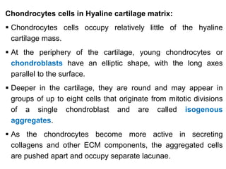 Cartilage Histology | PPTX