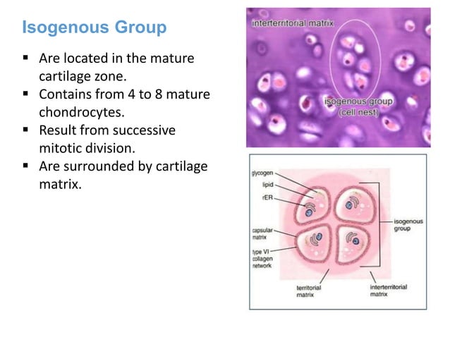 Cartilage Histology | PPTX